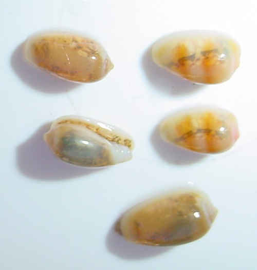 Sydney Sheller Single Issue